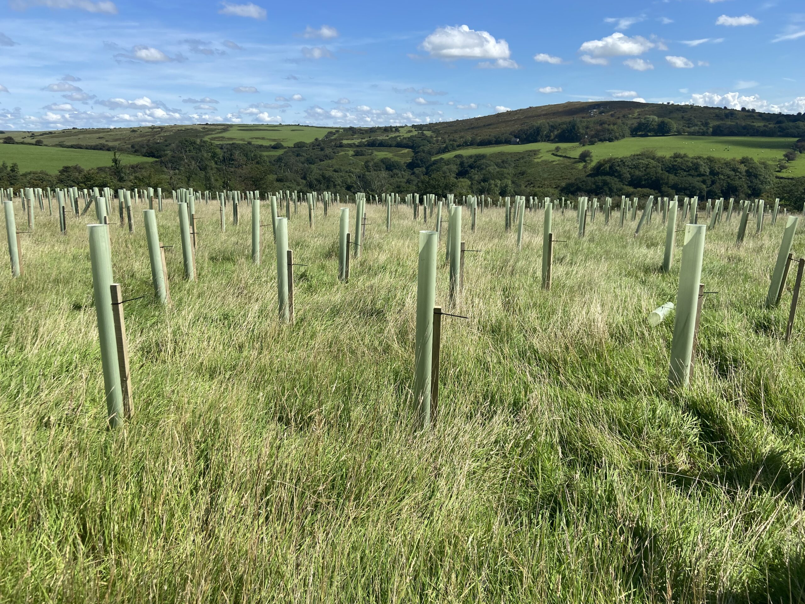 Supporting Plant 1 - The Cabilla Experience! - DowlingDodd Chartered ...